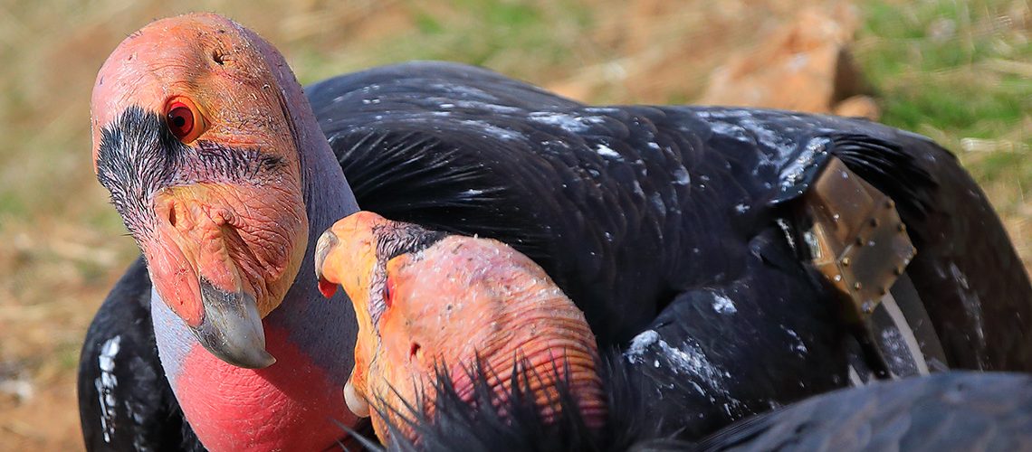 New Story in The Coachella Review: "The Big South" | Leanne Phillips